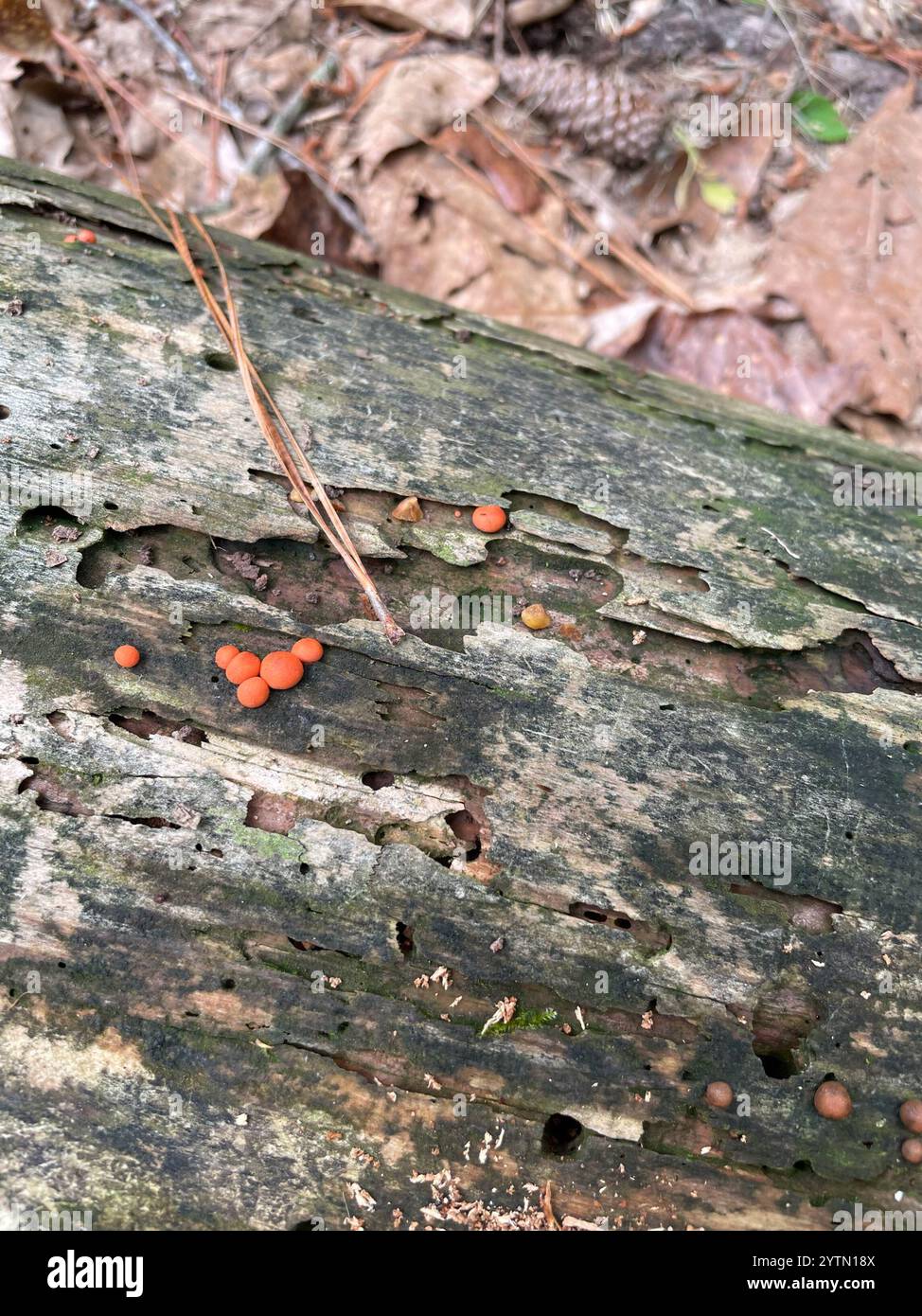 Wolf's Milk (Lycogala epidendrum Stock Photo - Alamy