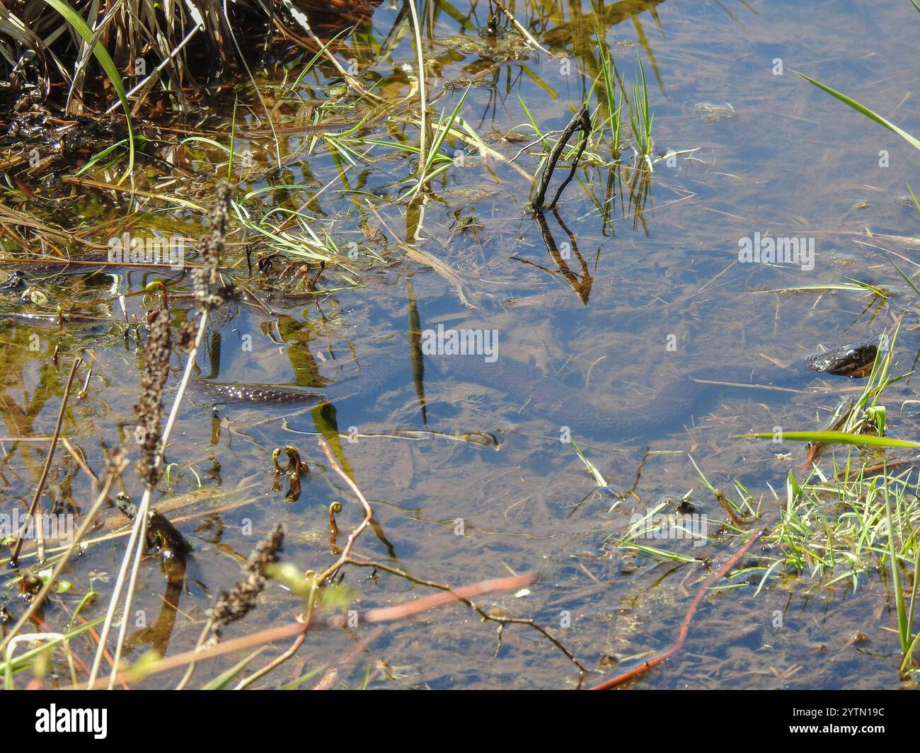 Common Watersnake (Nerodia sipedon Stock Photo - Alamy
