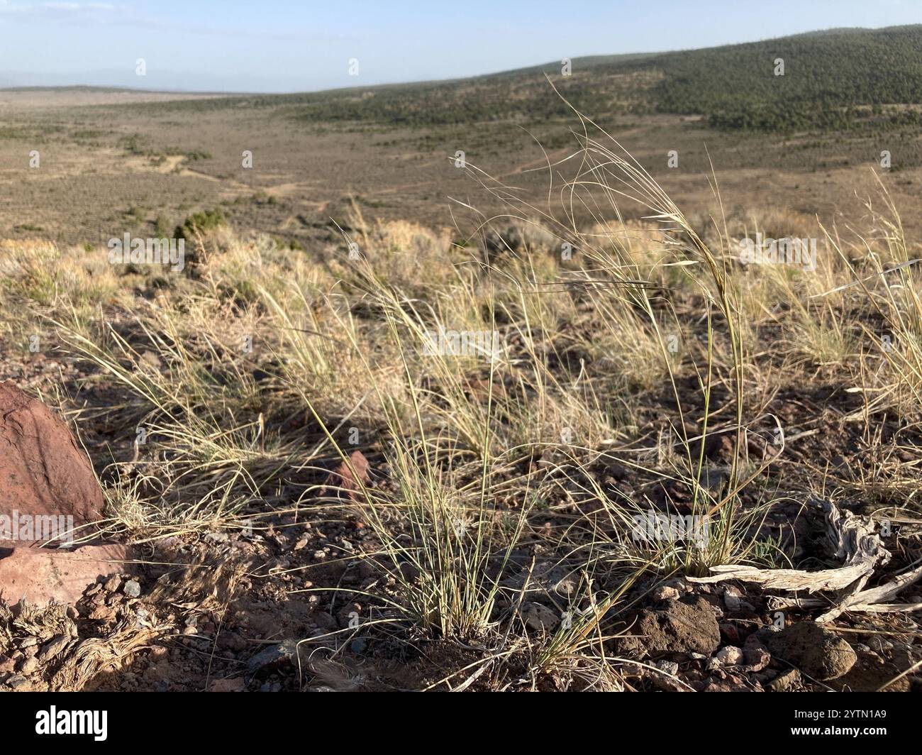Needle-and-thread Grass (Hesperostipa comata Stock Photo - Alamy