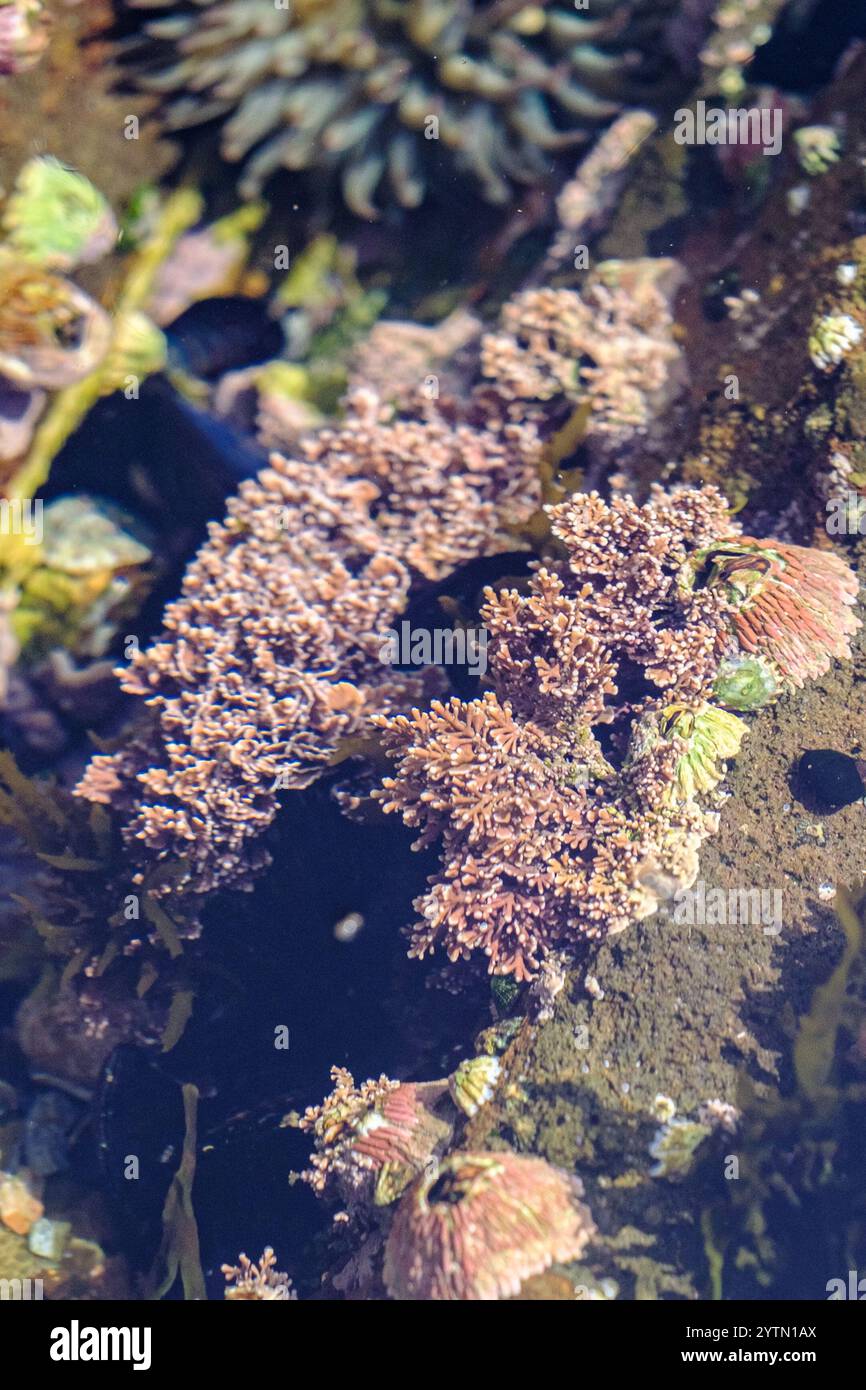 Common Coralline (Corallina officinalis Stock Photo - Alamy