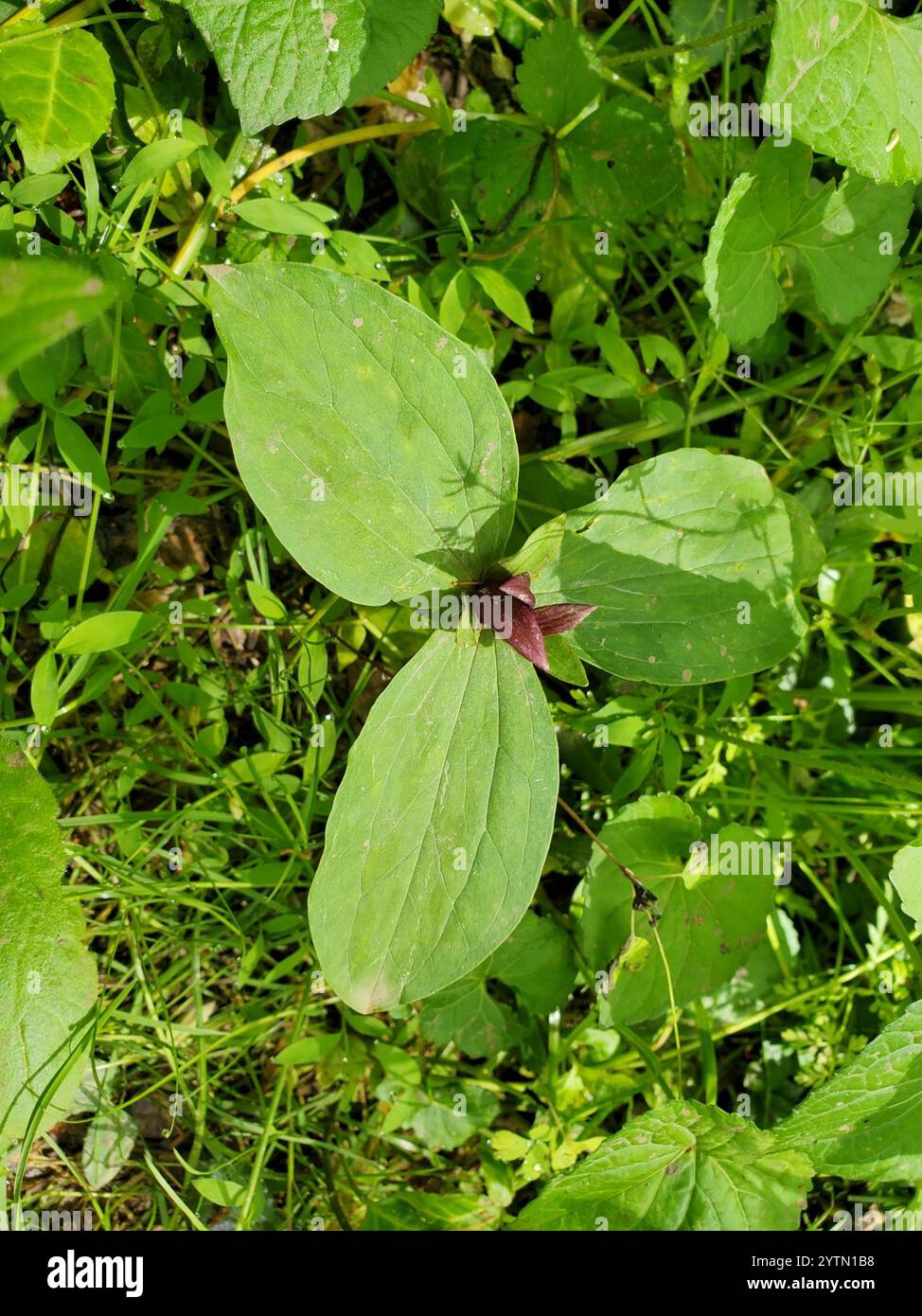 toadshade (Trillium sessile Stock Photo - Alamy