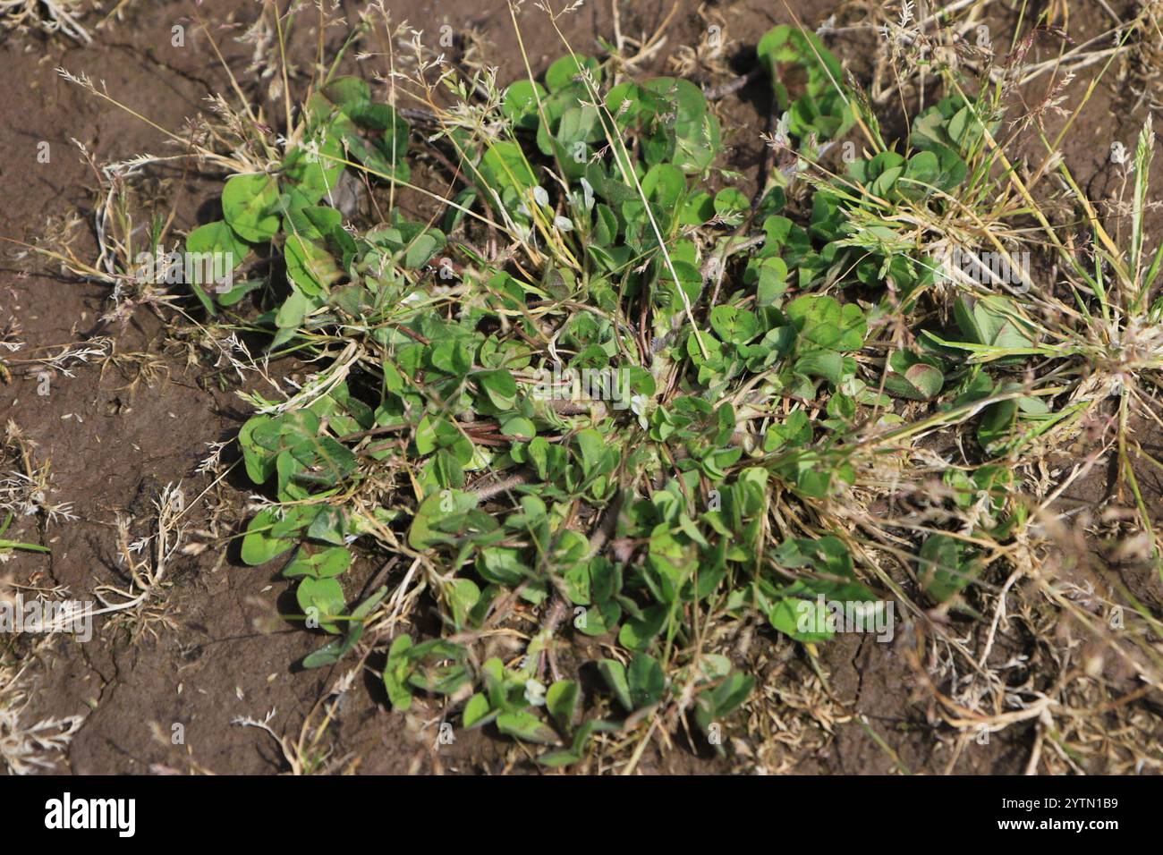 Subterranean Clover (Trifolium subterraneum Stock Photo - Alamy