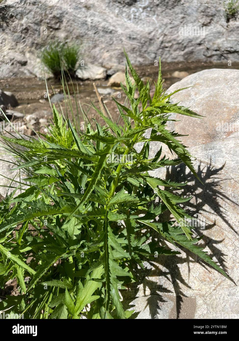 durango root (Datisca glomerata Stock Photo - Alamy