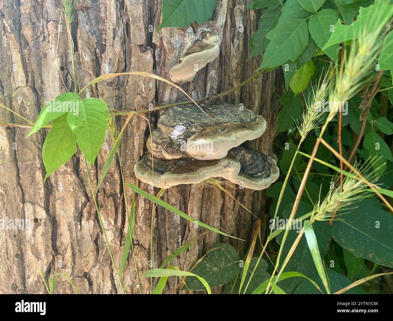Hairy Hexagonia (Hexagonia hydnoides Stock Photo - Alamy