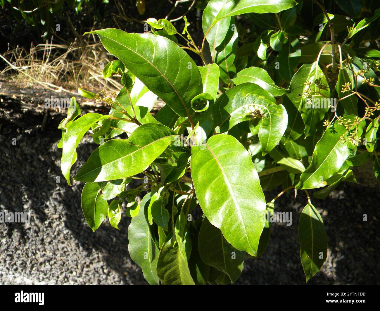 Forest Elder (Nuxia floribunda Stock Photo - Alamy
