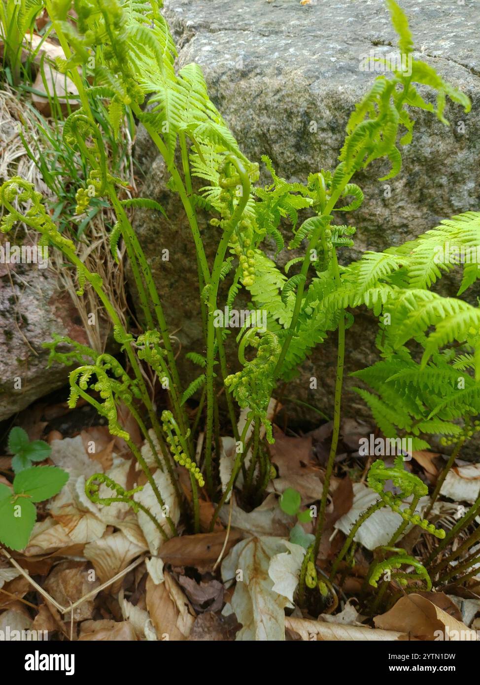 northern lady fern (Athyrium angustum Stock Photo - Alamy