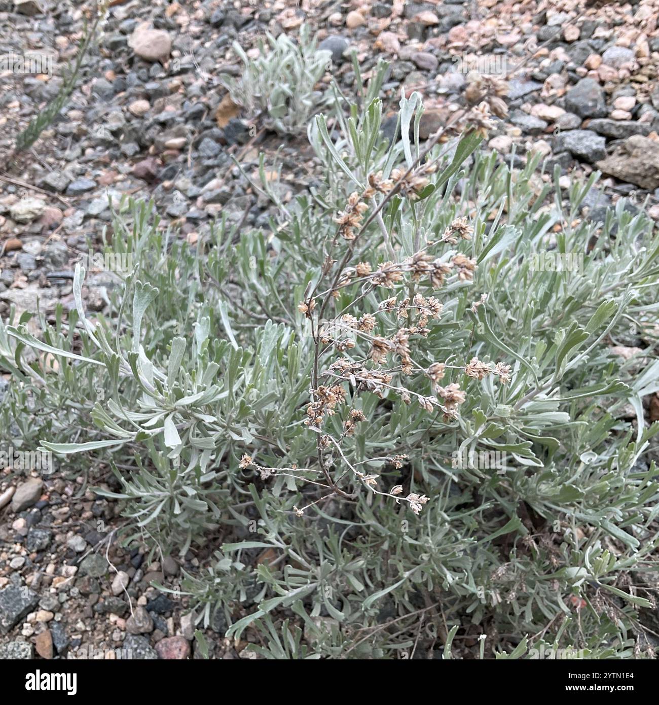 Big Sagebrush (Artemisia tridentata Stock Photo - Alamy