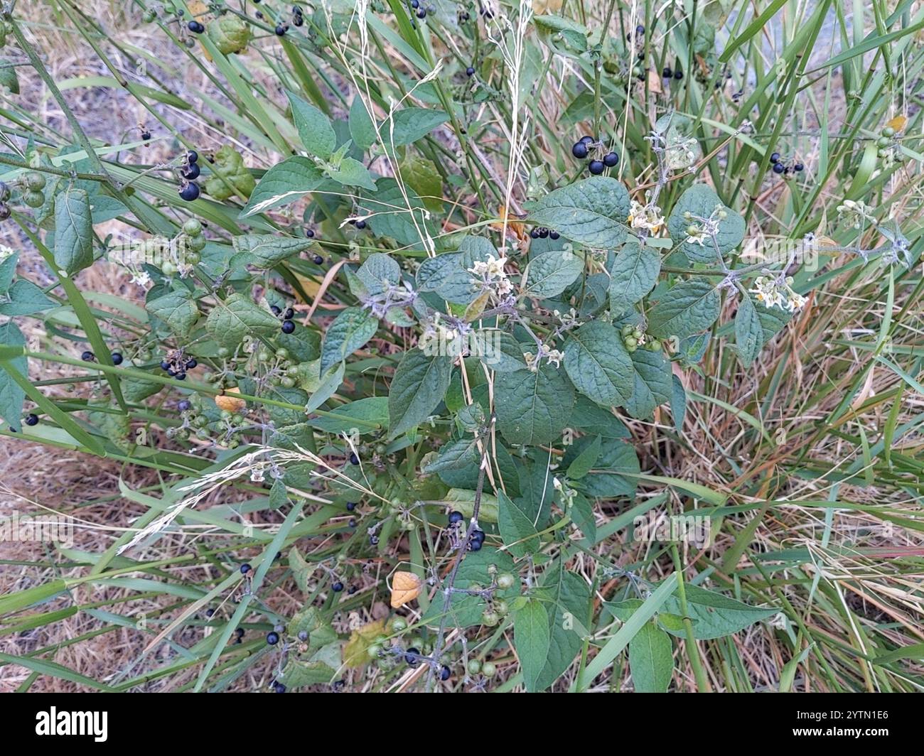 greenspot nightshade (Solanum douglasii Stock Photo - Alamy