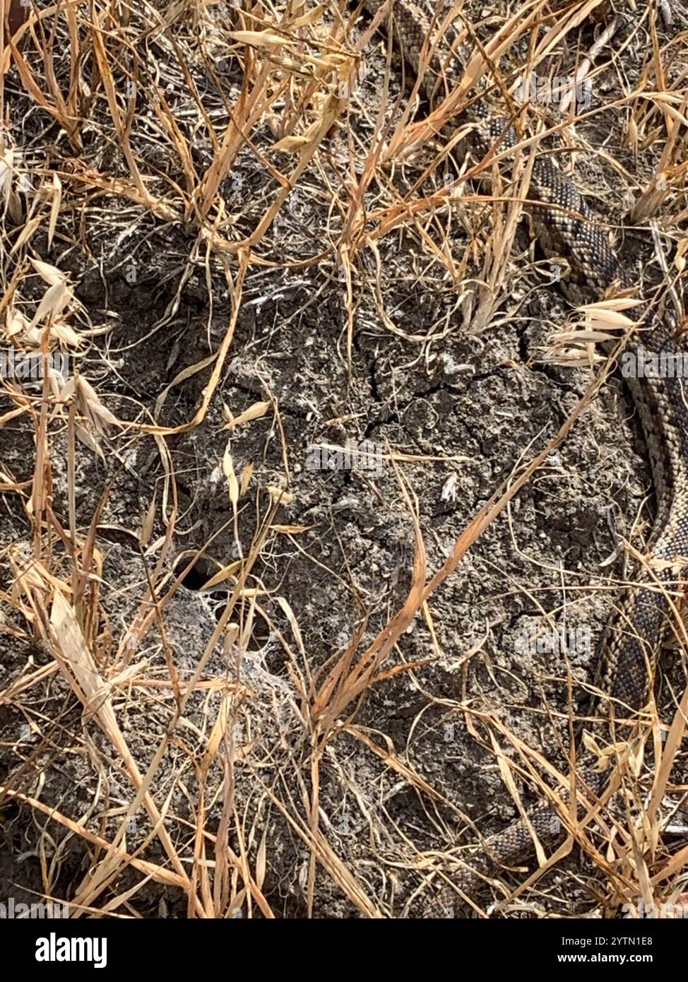 San Diego Gopher Snake (Pituophis catenifer annectens Stock Photo - Alamy San Diego Gopher Snake (Pituophis catenifer annectens Stock Photo - Alamy