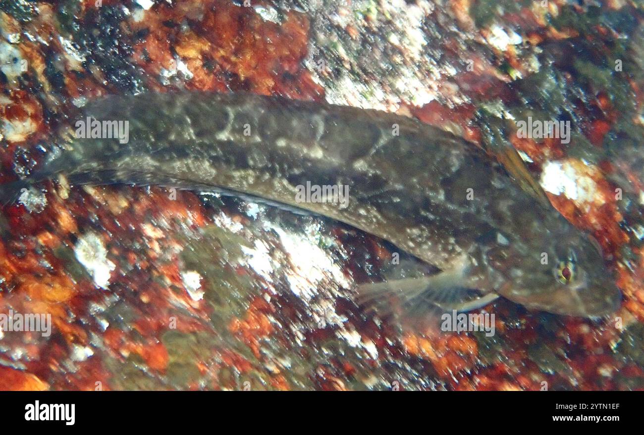 Super klipfish hi-res stock photography and images - Alamy