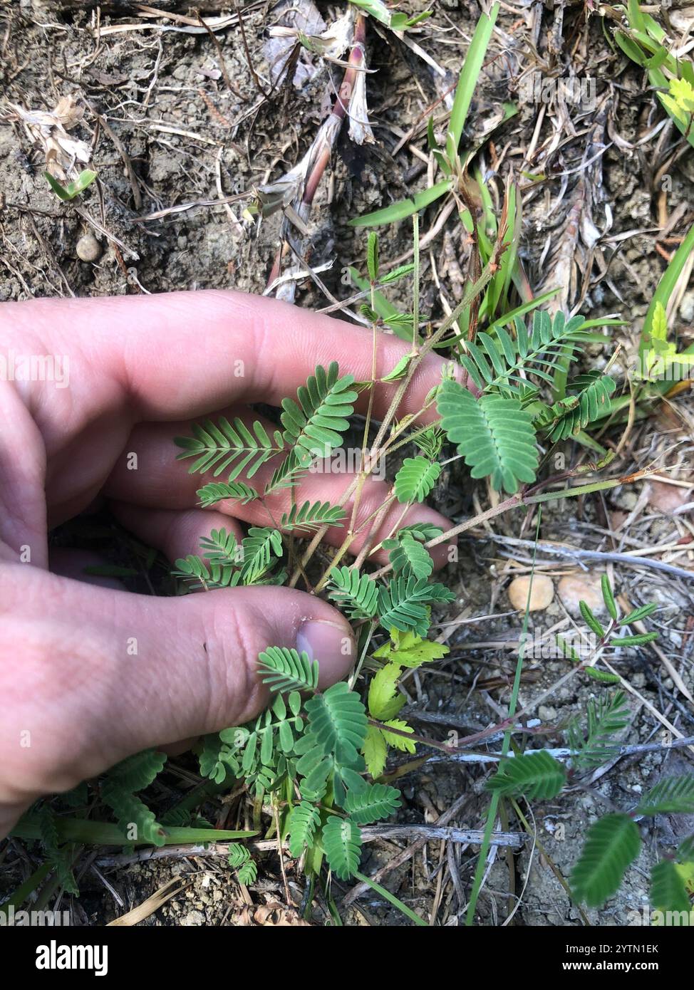 Yellow Puff (Neptunia lutea Stock Photo - Alamy