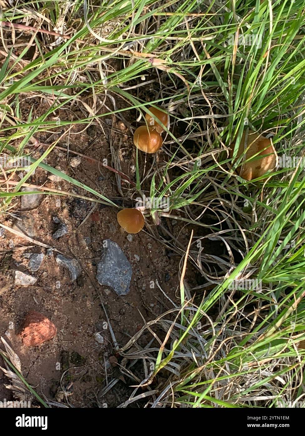 Common Fieldcap (Agrocybe pediades Stock Photo - Alamy