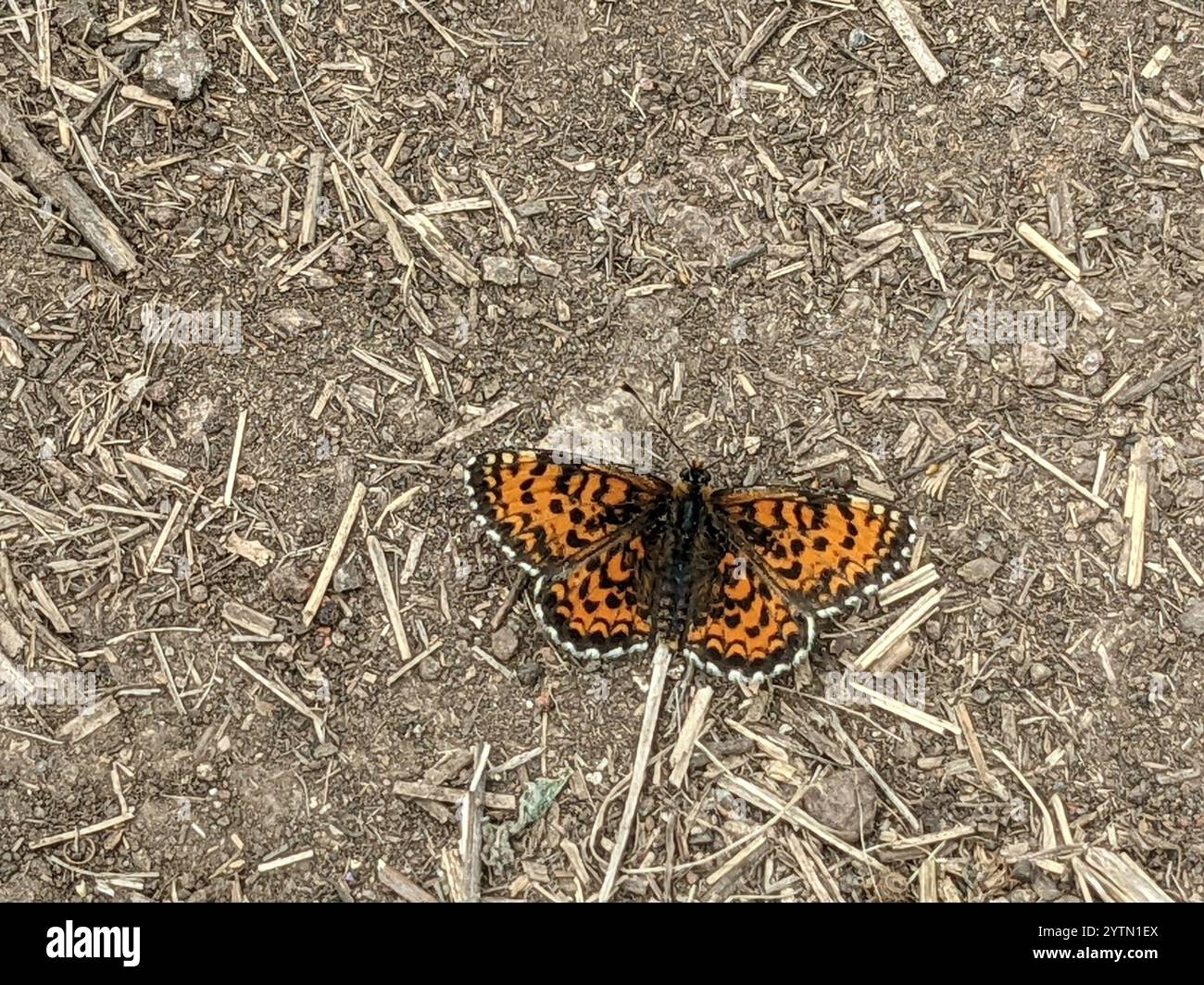 Lesser Spotted Fritillary (Melitaea trivia Stock Photo - Alamy