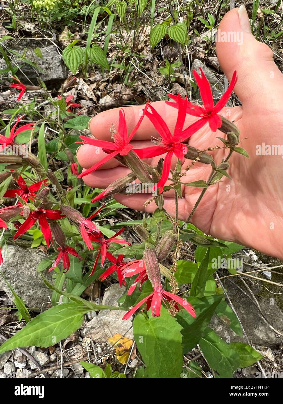 fire pink (Silene virginica Stock Photo - Alamy