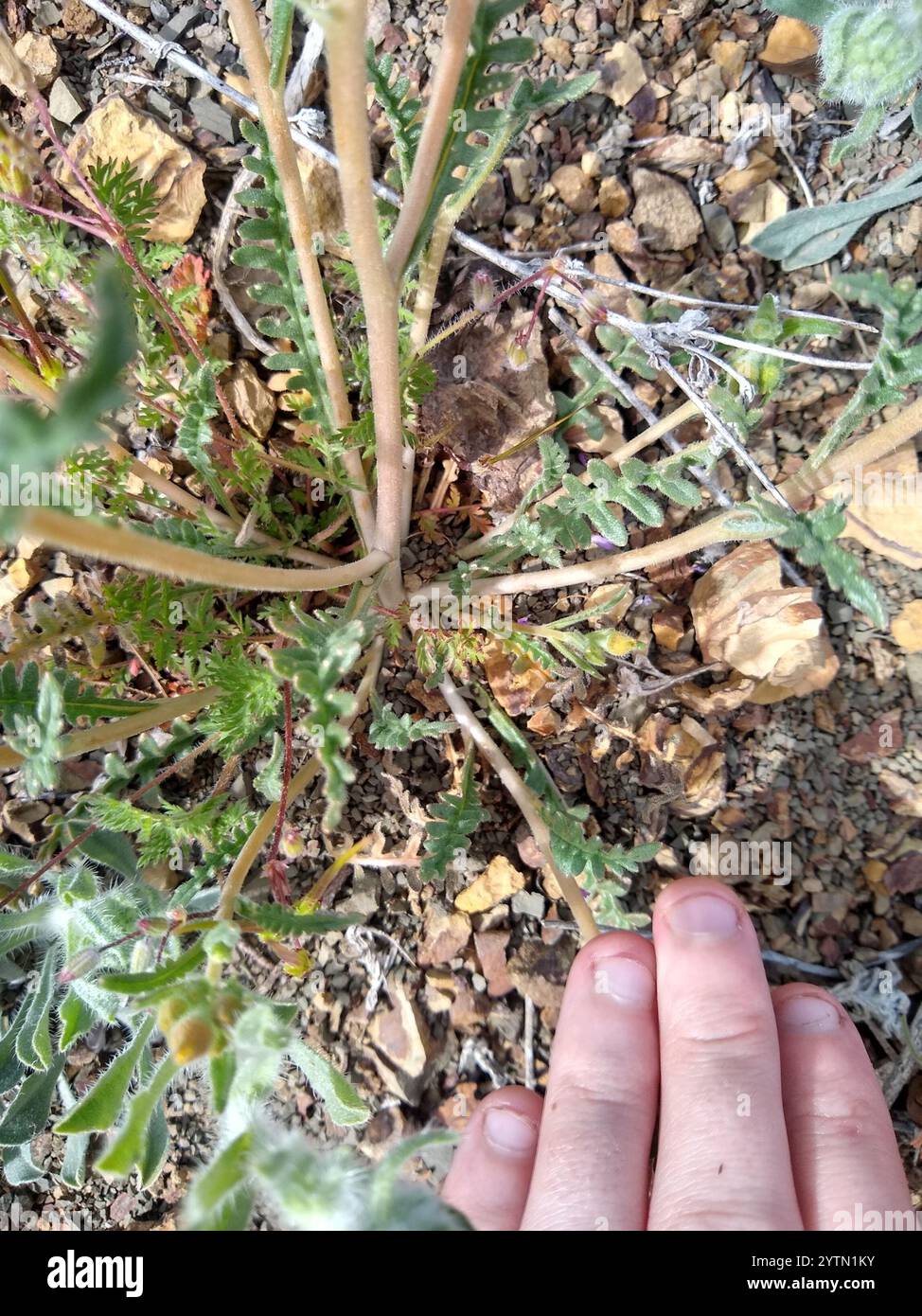 Whitestem Blazingstar (Mentzelia albicaulis Stock Photo - Alamy