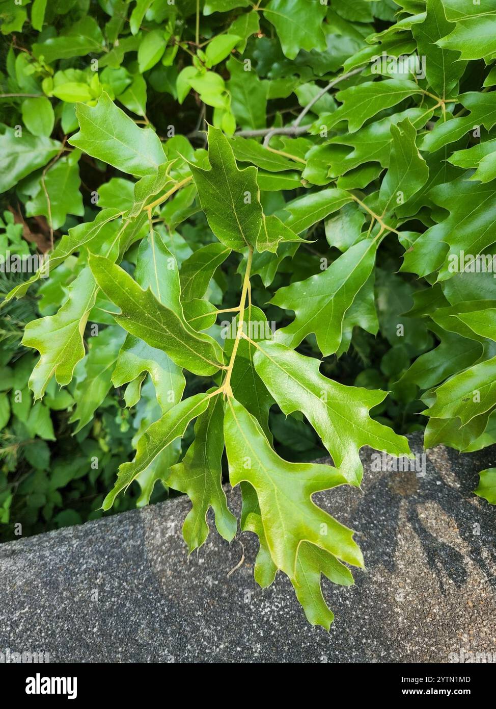 southern red oak (Quercus falcata Stock Photo - Alamy