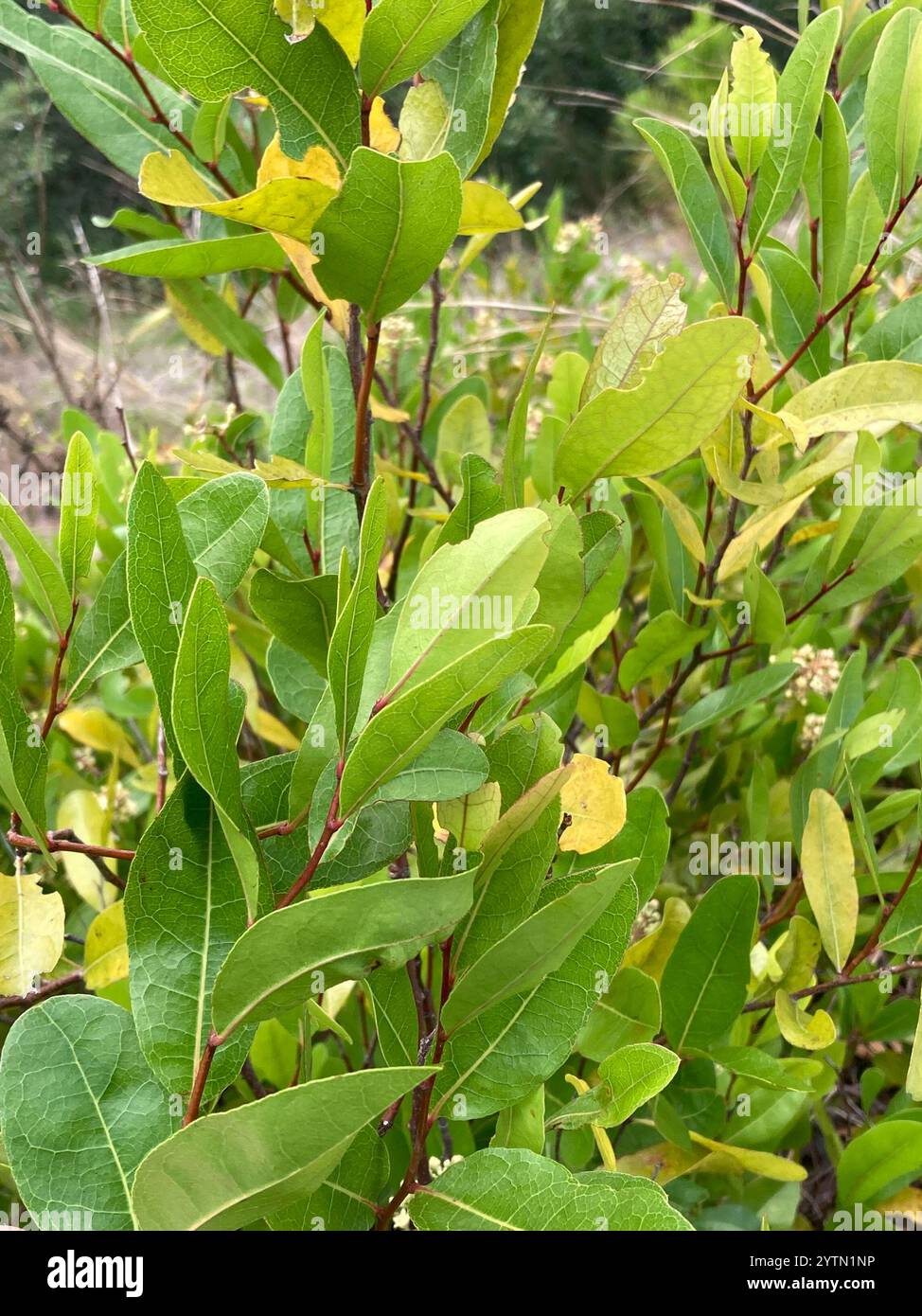 Gopher apple (Geobalanus oblongifolius Stock Photo - Alamy