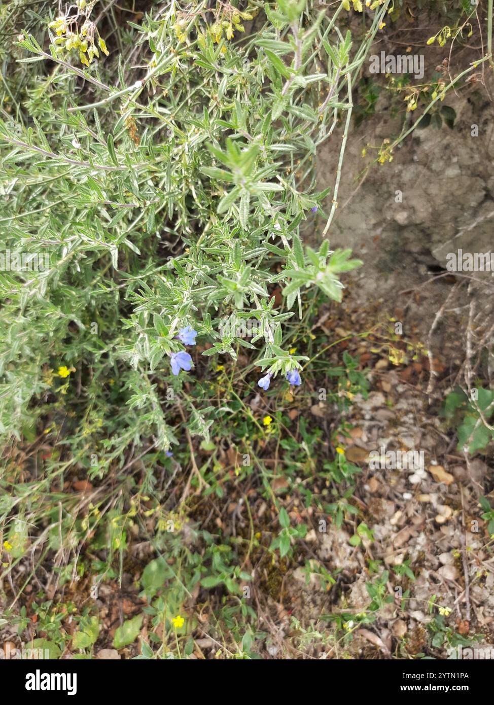 shrubby gromwell (Lithodora fruticosa Stock Photo - Alamy