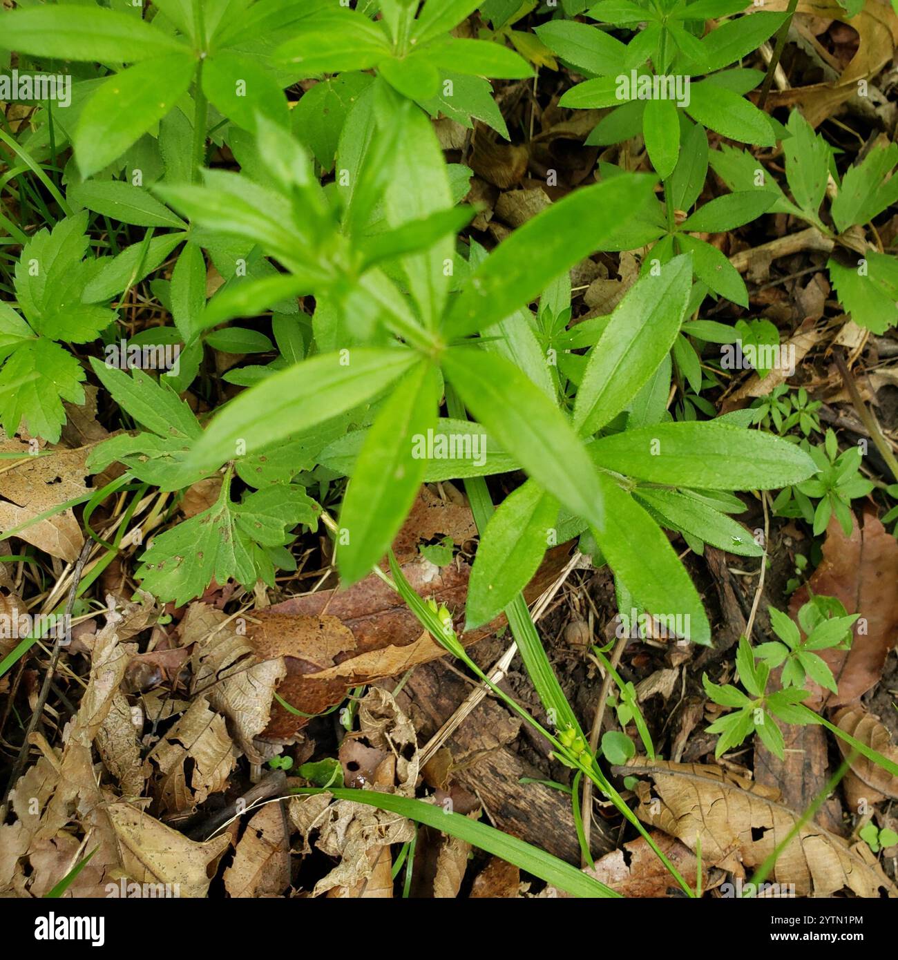 fragrant bedstraw (Galium triflorum Stock Photo - Alamy