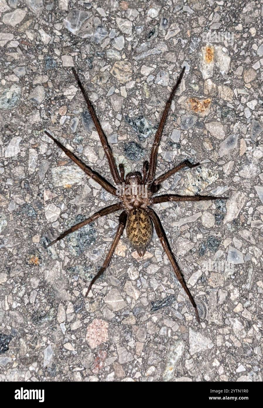 Giant House Spider (Eratigena atrica Stock Photo - Alamy