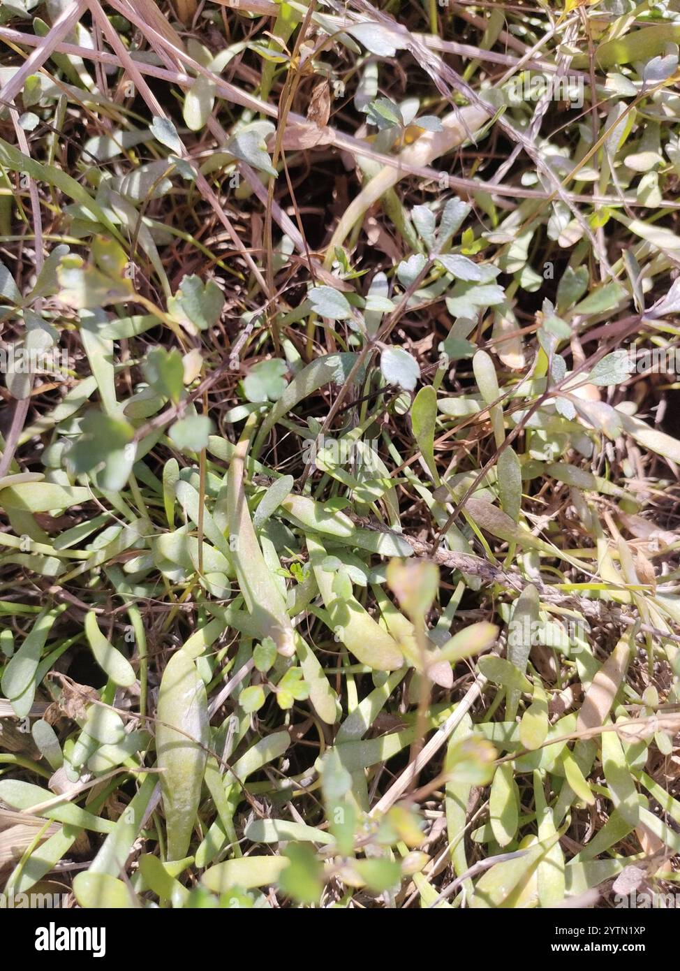 Sea Celery (Apium prostratum Stock Photo - Alamy