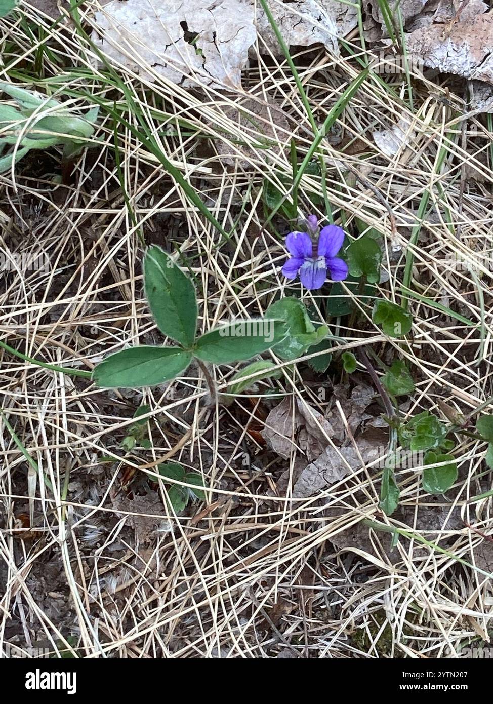 hookedspur violet (Viola adunca Stock Photo - Alamy