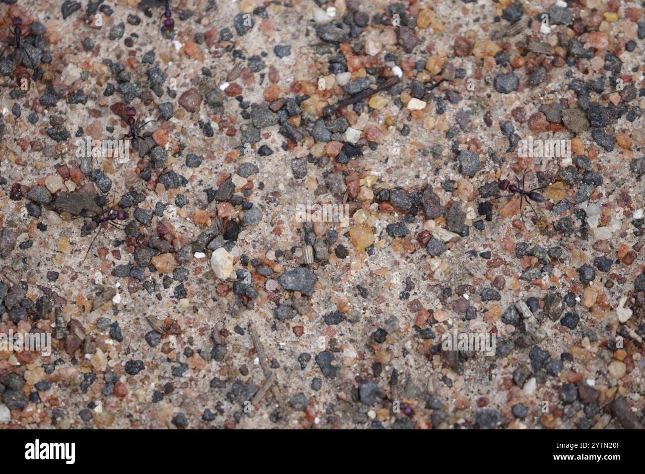 Southern Meat Ant (Iridomyrmex purpureus Stock Photo - Alamy