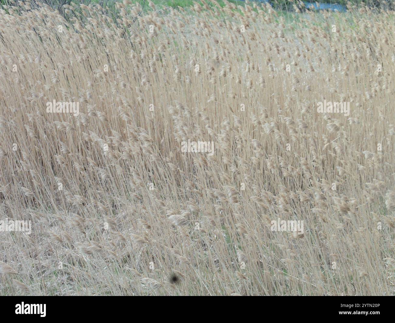 common reed (Phragmites australis Stock Photo - Alamy