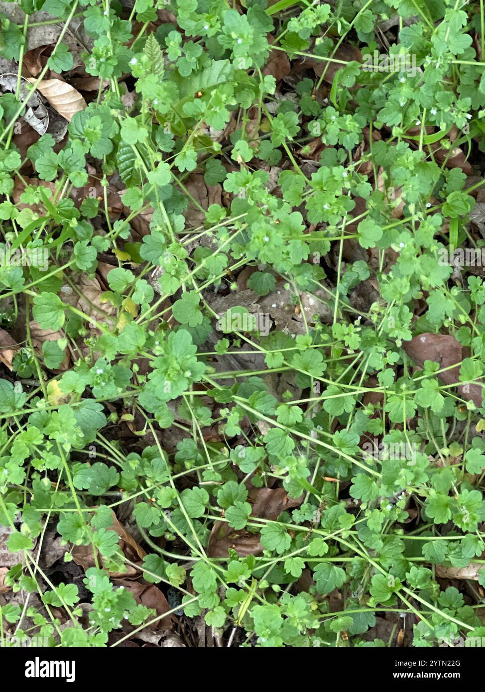 Ivy-leaved Speedwell (Veronica hederifolia Stock Photo - Alamy