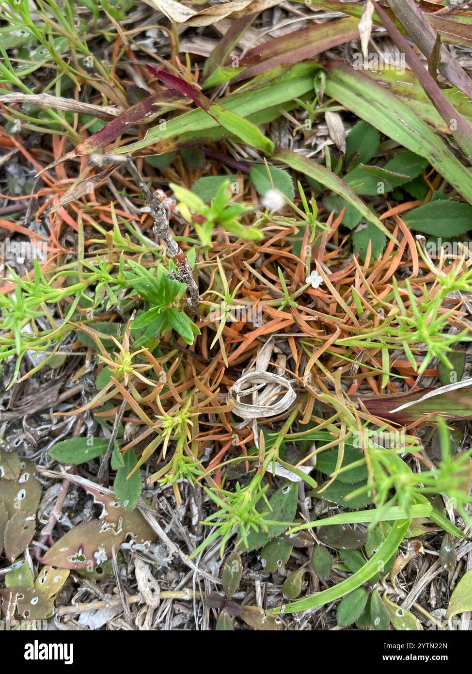 Rust Weed (Polypremum procumbens Stock Photo - Alamy