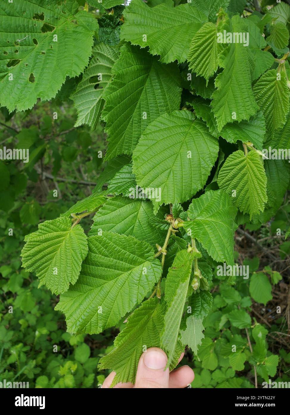 beaked hazelnut (Corylus cornuta Stock Photo - Alamy
