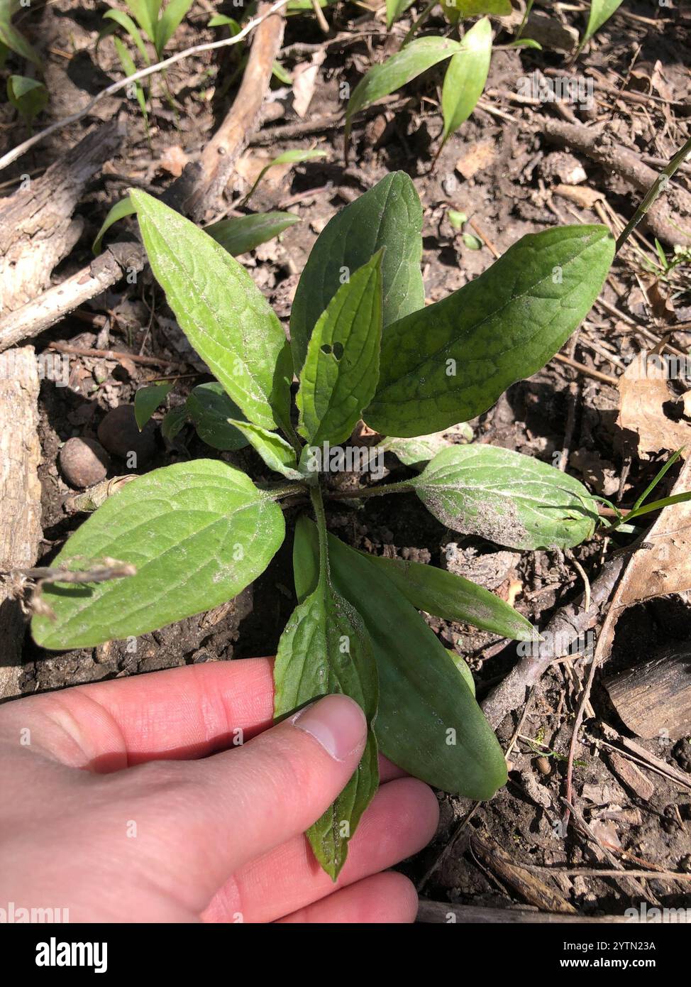 virginia stickseed (Hackelia virginiana Stock Photo - Alamy