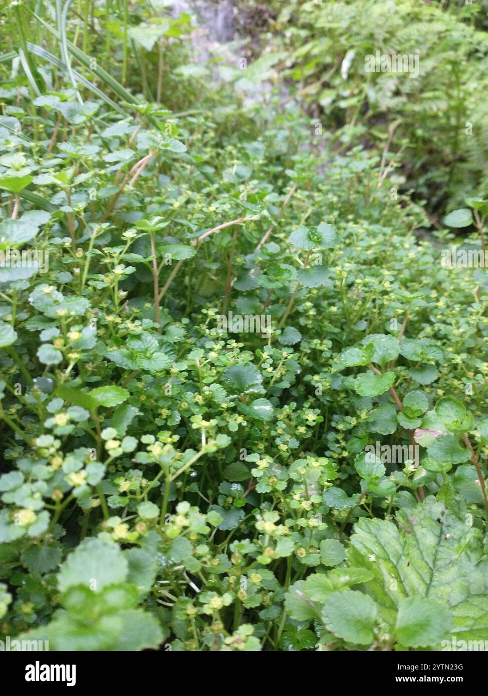 Pacific golden-saxifrage (Chrysosplenium glechomifolium Stock Photo - Alamy