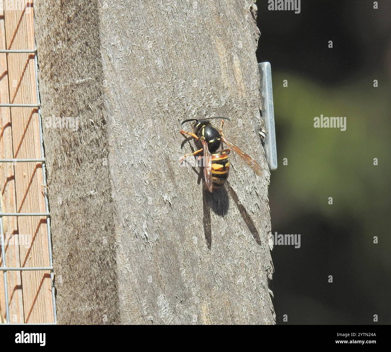 Red-banded Yellowjacket (Vespula rufa Stock Photo - Alamy