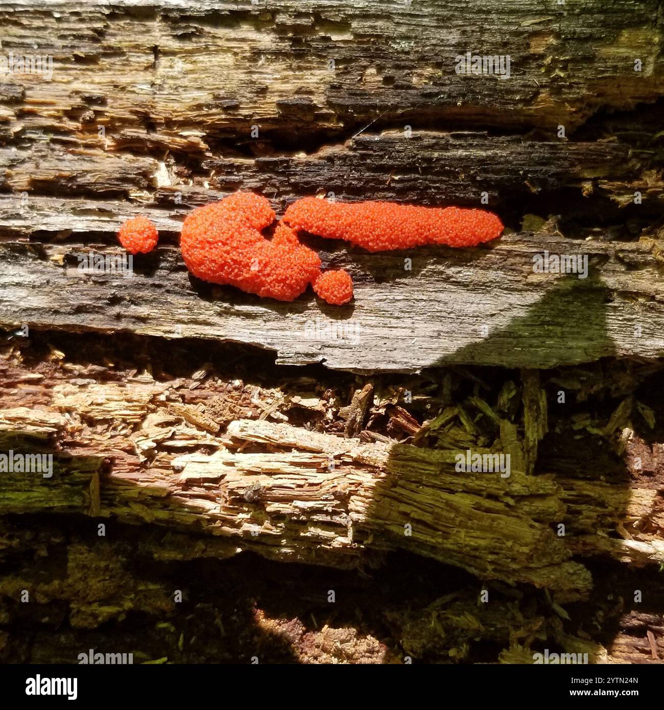 Red Raspberry Slime Mold (Tubifera ferruginosa Stock Photo - Alamy