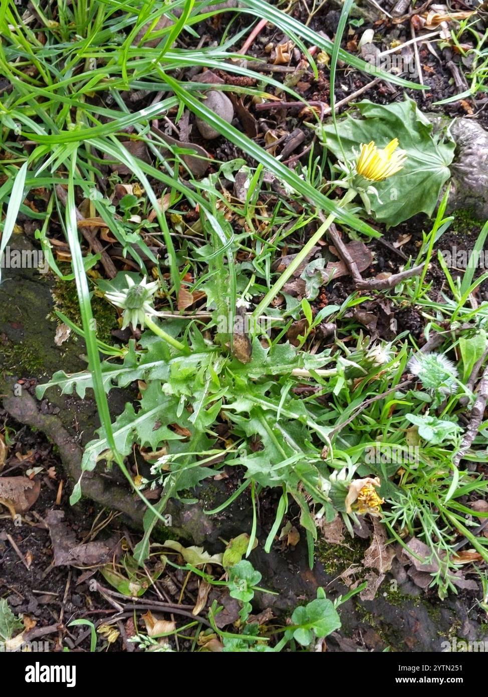 common dandelion (Taraxacum officinale Stock Photo - Alamy