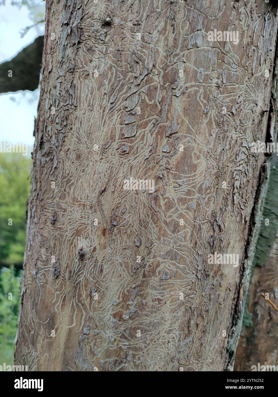Dutch elm disease (Ophiostoma ulmi Stock Photo - Alamy