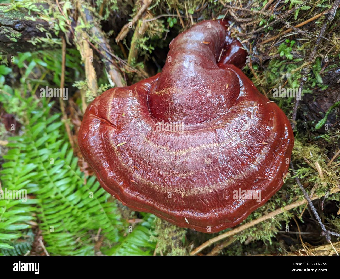 West Coast Reishi (Ganoderma oregonense Stock Photo - Alamy