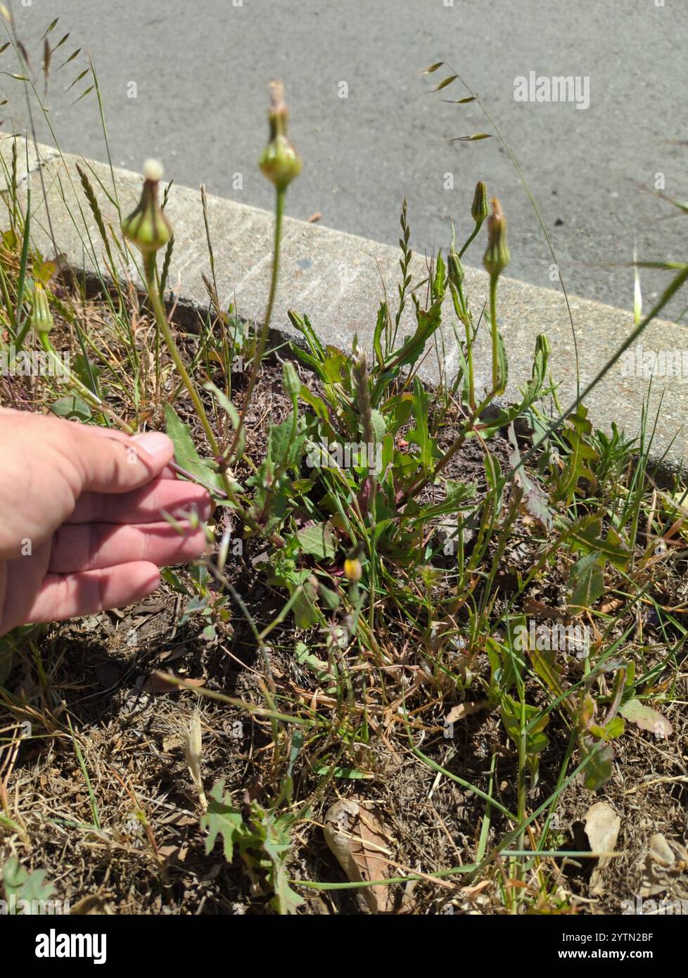 False Hawkbit (Urospermum picroides Stock Photo - Alamy