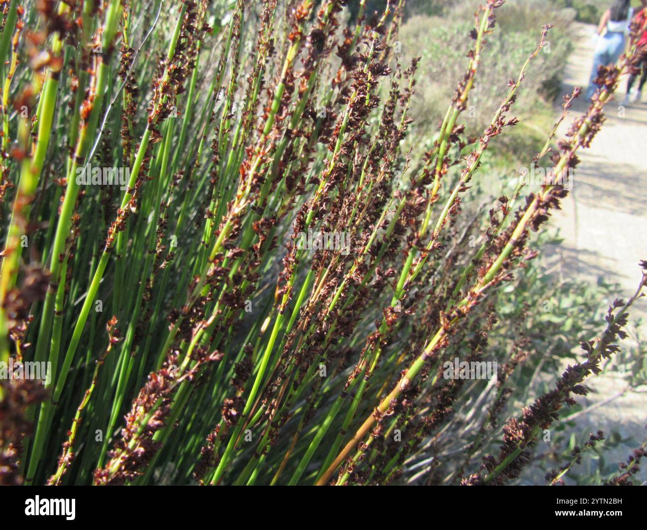 Cape Thatching Reed (Elegia tectorum Stock Photo - Alamy