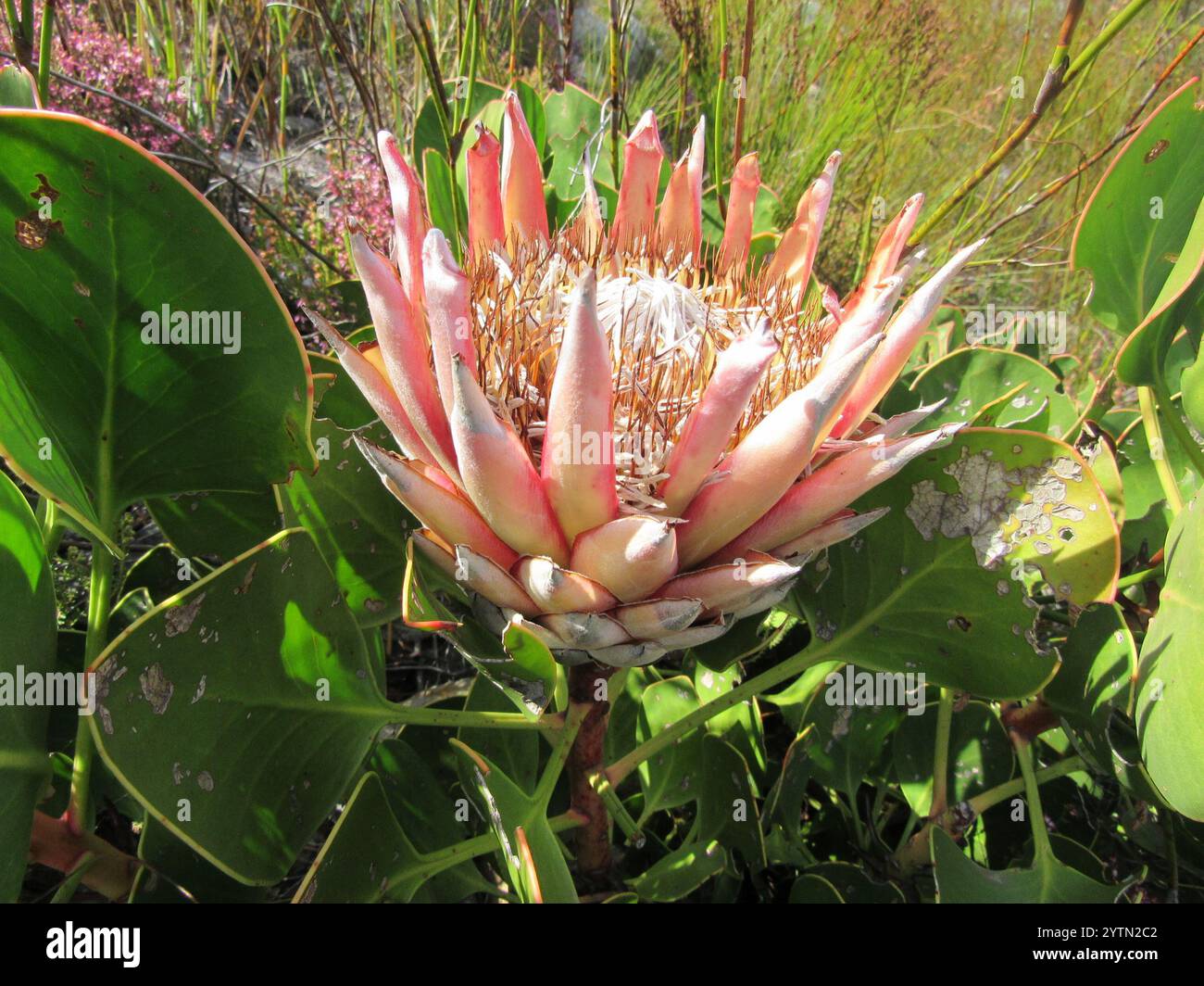 King Protea (Protea cynaroides Stock Photo - Alamy
