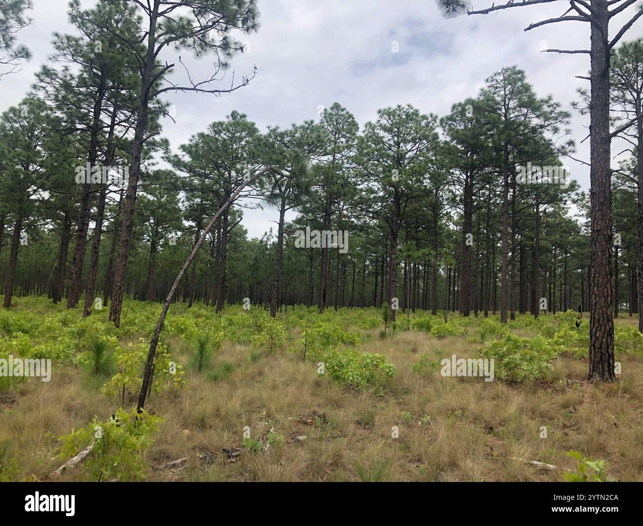 longleaf pine (Pinus palustris Stock Photo - Alamy