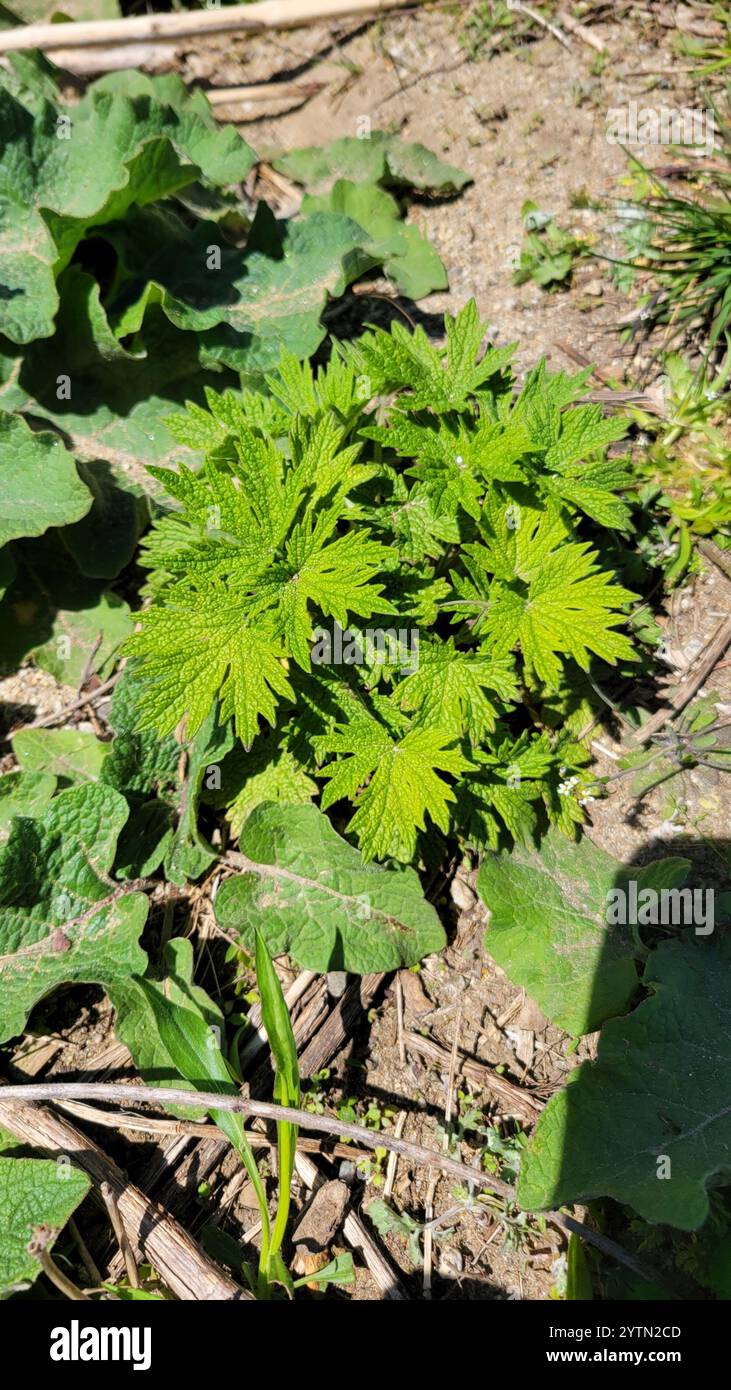common motherwort (Leonurus cardiaca Stock Photo - Alamy