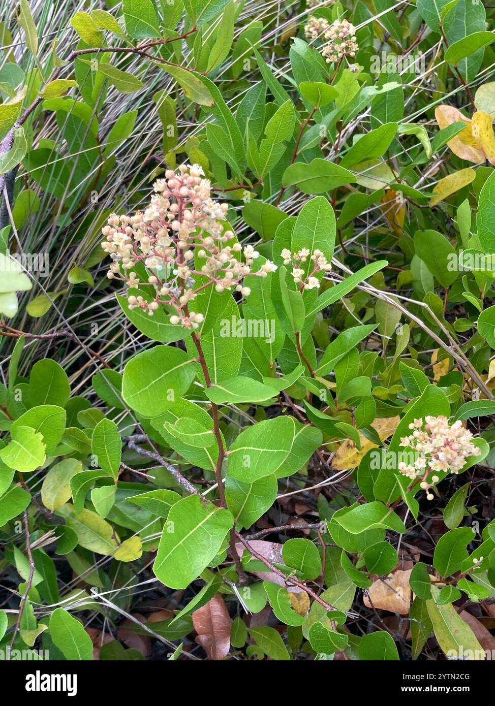 Gopher apple (Geobalanus oblongifolius Stock Photo - Alamy