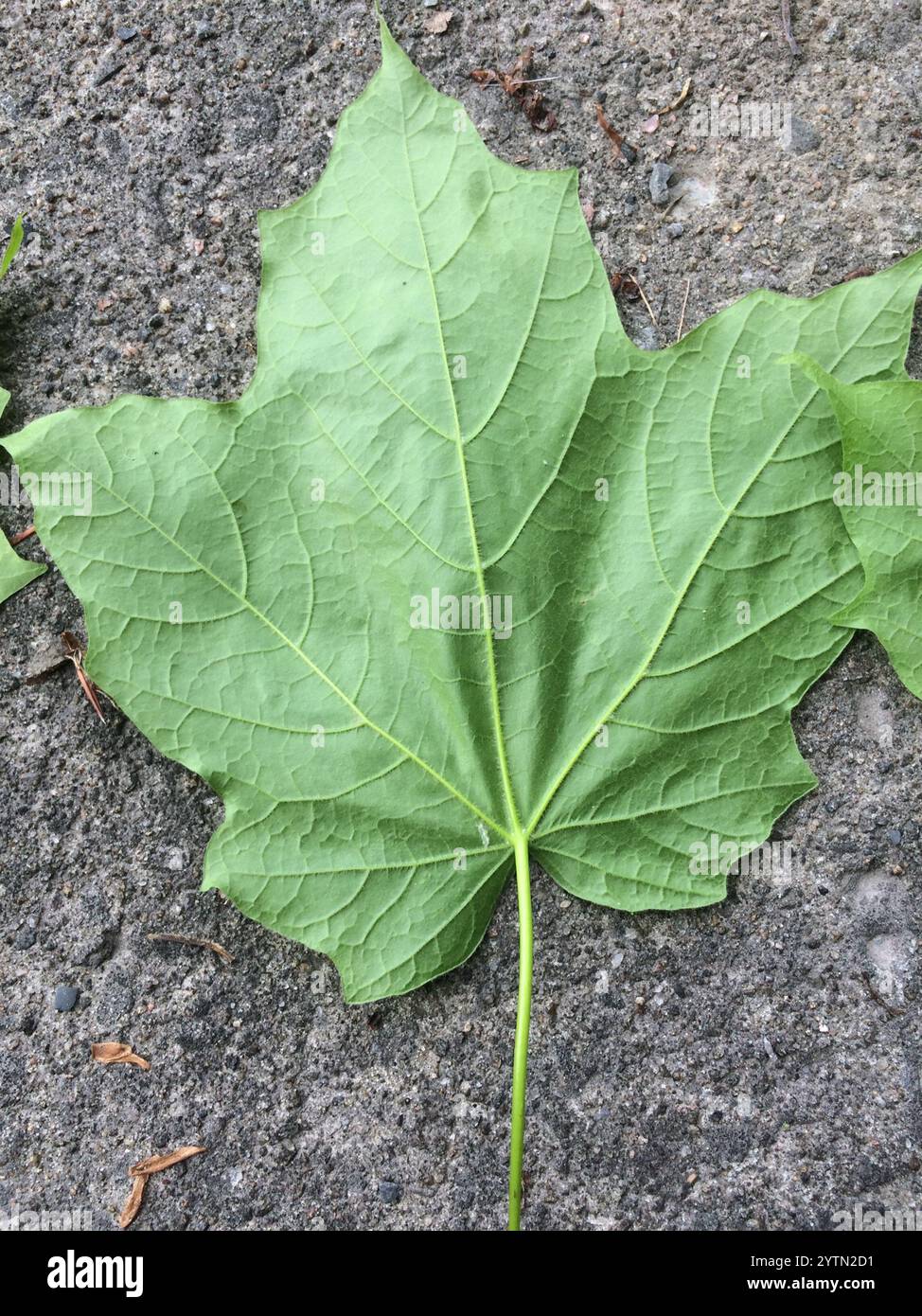 black maple (Acer nigrum Stock Photo - Alamy