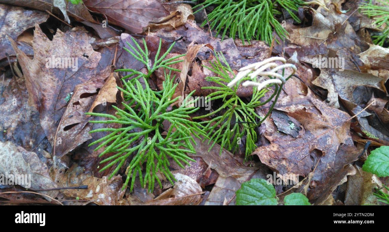 fan clubmoss (Diphasiastrum digitatum Stock Photo - Alamy
