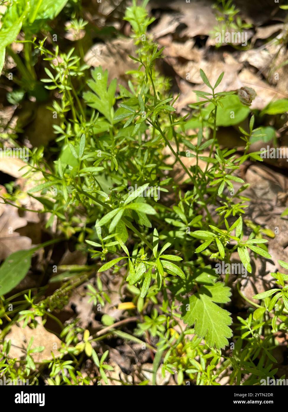 Proserpinacoides hi-res stock photography and images - Alamy