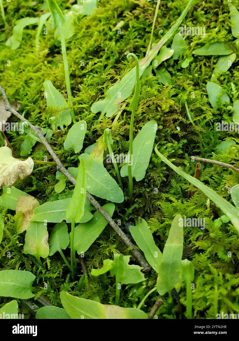 walking fern (Asplenium rhizophyllum Stock Photo - Alamy