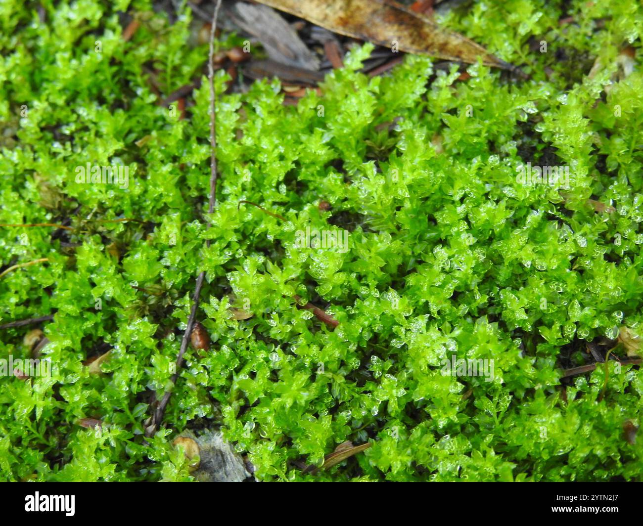 Woodsy Thyme-moss (Plagiomnium cuspidatum Stock Photo - Alamy