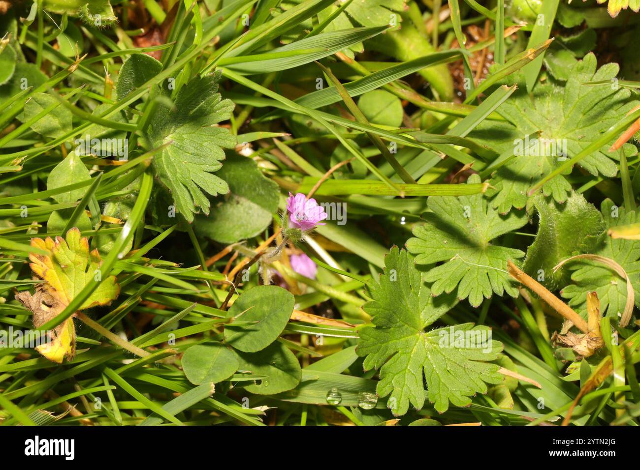 Dove's-foot crane's-bill (Geranium molle Stock Photo - Alamy